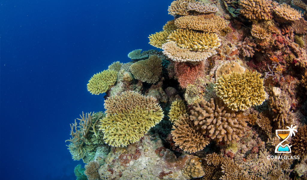 Coral Glass - Noo Raajje Scientist Takes Part in National Geographic ...