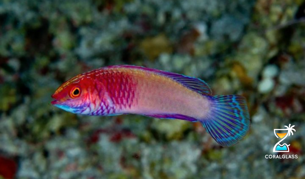 Coral Glass - New Fish Discovered in the Beautiful Waters of the Maldives